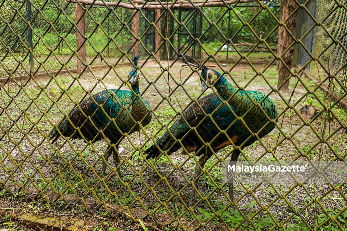 TMP 2024: 'Pepe Le Pew' tarikan baharu Zoo Taiping Night Safari - MG Perak