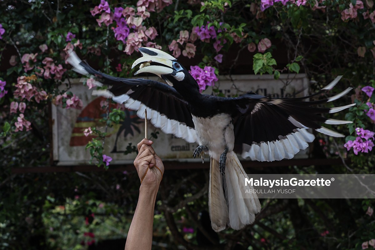 Enggang Liar Di Pangkor Jinak Dengar Siulan Pak Din - MG Perak