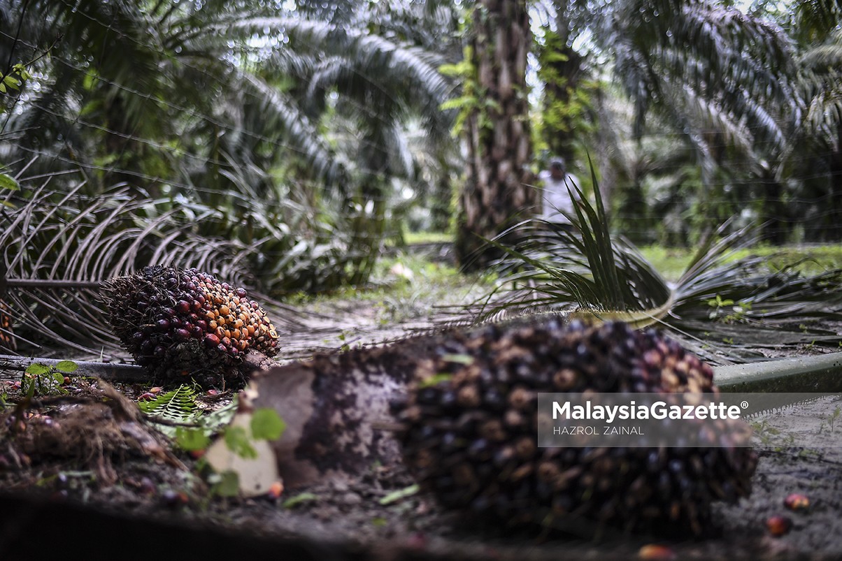 BMI semak unjuran minyak sawit RM3,750 per tan - MG Perak