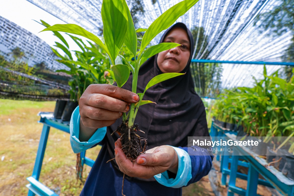 Pasangan asnaf tekad majukan diri, libat aktiviti pembenihan pokok ...
