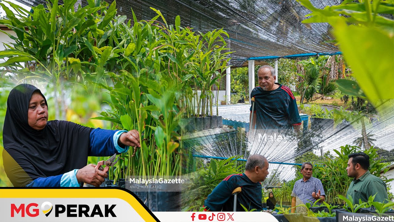 MGPerak: Tekad Pasangan Asnaf Teroka Tanaman Benih Pokok Kantan - MG Perak