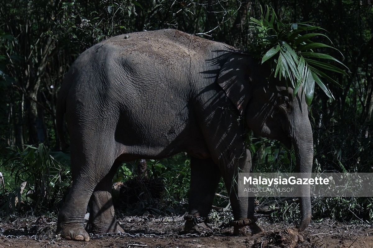 Insiden dipijak gajah: Jangan berhenti di pinggir jalan jika hari sudah ...