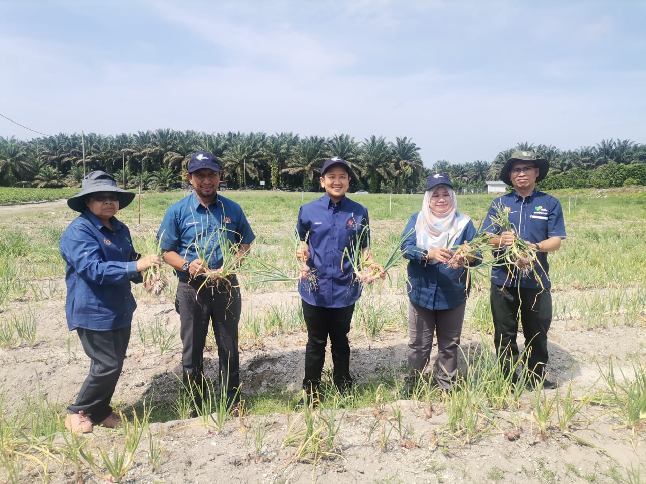 Hasil pertama projek perintis tanaman bawang berjaya dituai - MG Perak