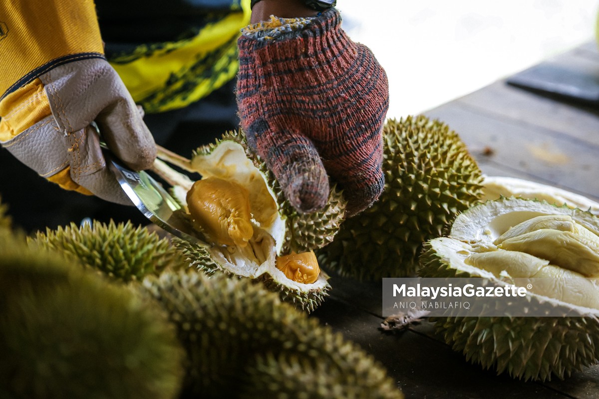 Makan durian sepuasnya di Duriotourism@MARDI Kuala Kangsar - MG Perak