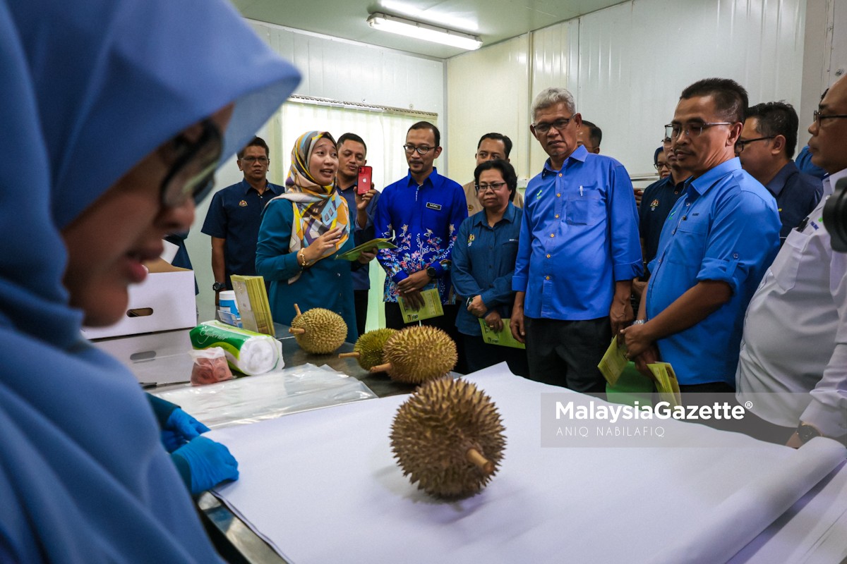 1,000 metrik tan durian segar akan dieksport ke China - MG Perak