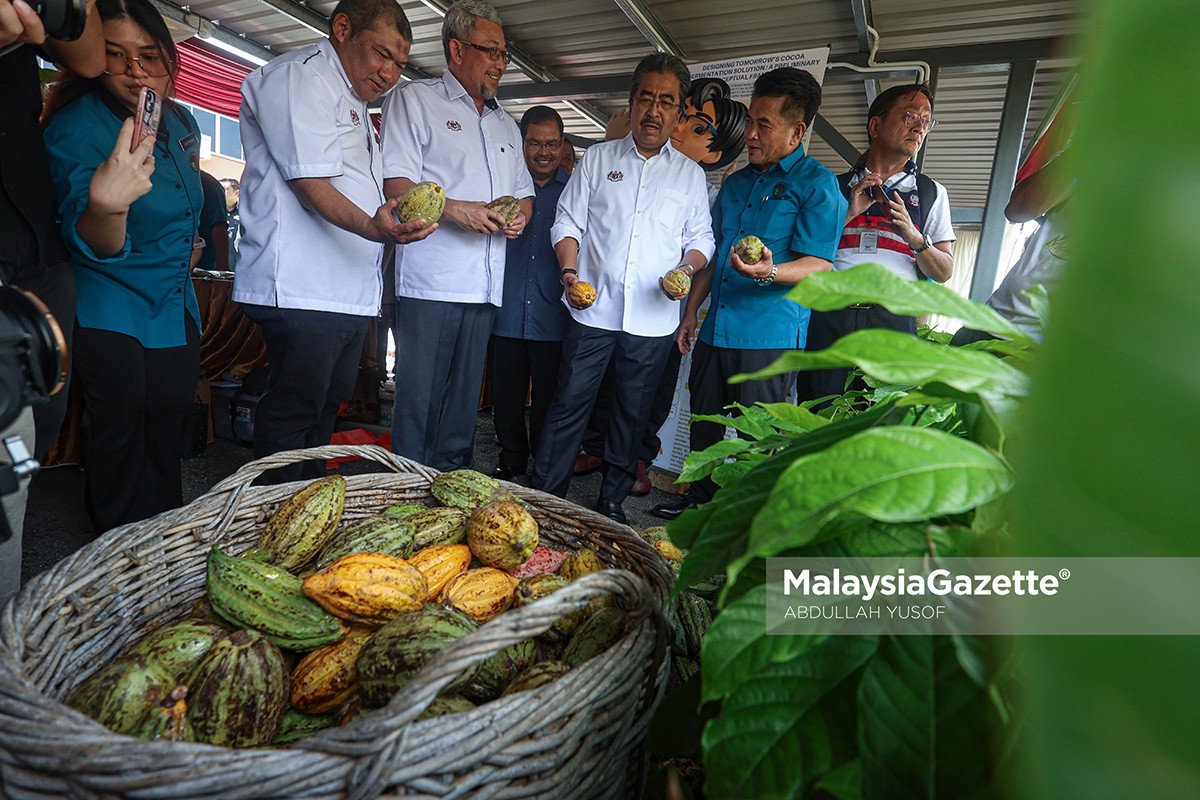 Kerajaan berhasrat kurangkan kebergantungan import koko - MG Perak