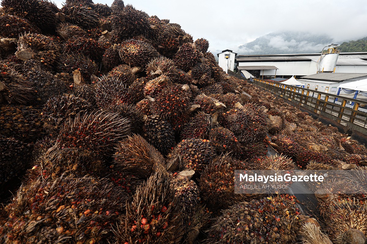 Kilang Proses Sawit Berteknologi Kecerdasan Buatan (AI) - MG Perak
