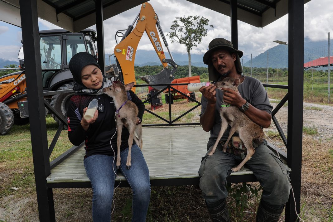 PROSPEK Lenggong ternakan rusa terbesar seluas 225 ekar - MG Perak