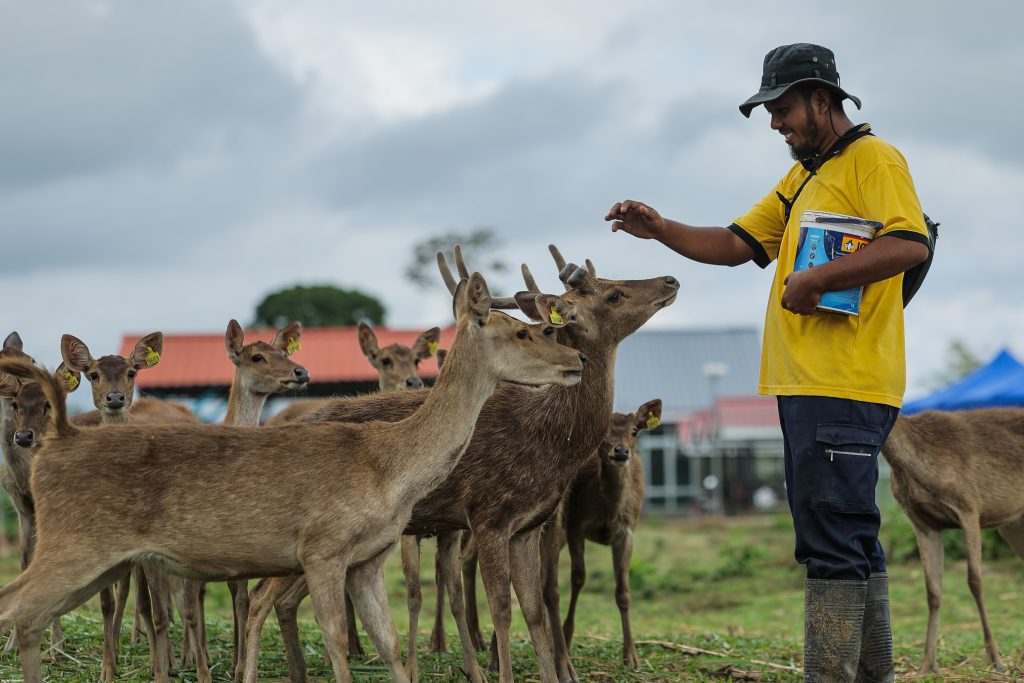 PROSPEK Lenggong ternakan rusa terbesar seluas 225 ekar - MG Perak
