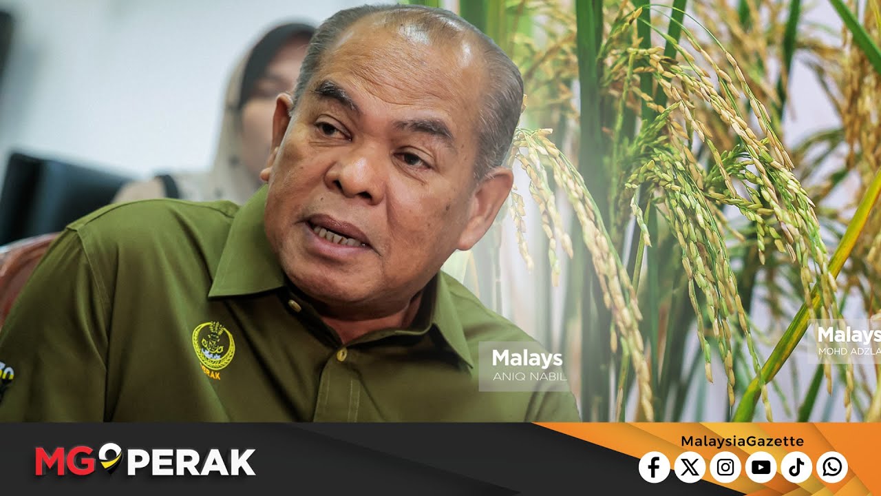 MGPerak: Harga Lantai Belian Padi RM1,500 Memadai - LPP Perak - MG Perak