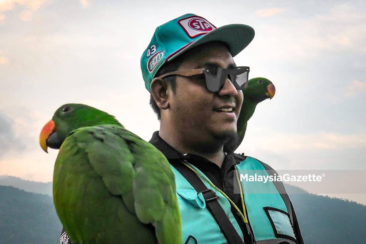 Mula sebagai penonton, kini penggemar hobi ‘free fly’ burung kakak tua ...